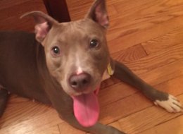 Aimee Sadler … “How Fun And Games Literally Saved These At-Risk Pit ...